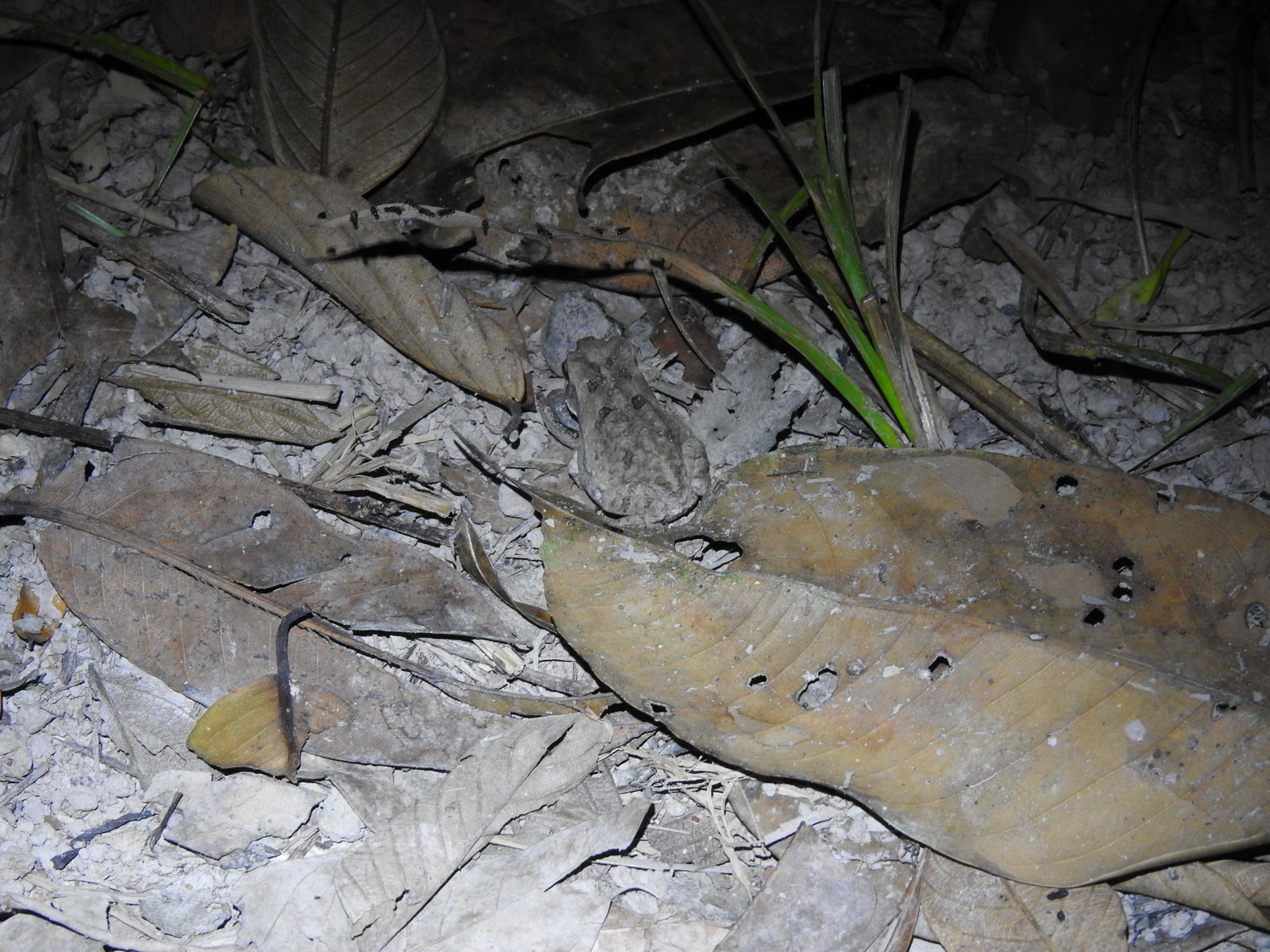 Sranan Special 2016 – Hoofdstuk 2 – Maratakka Kayaktocht | Suriname Per ...