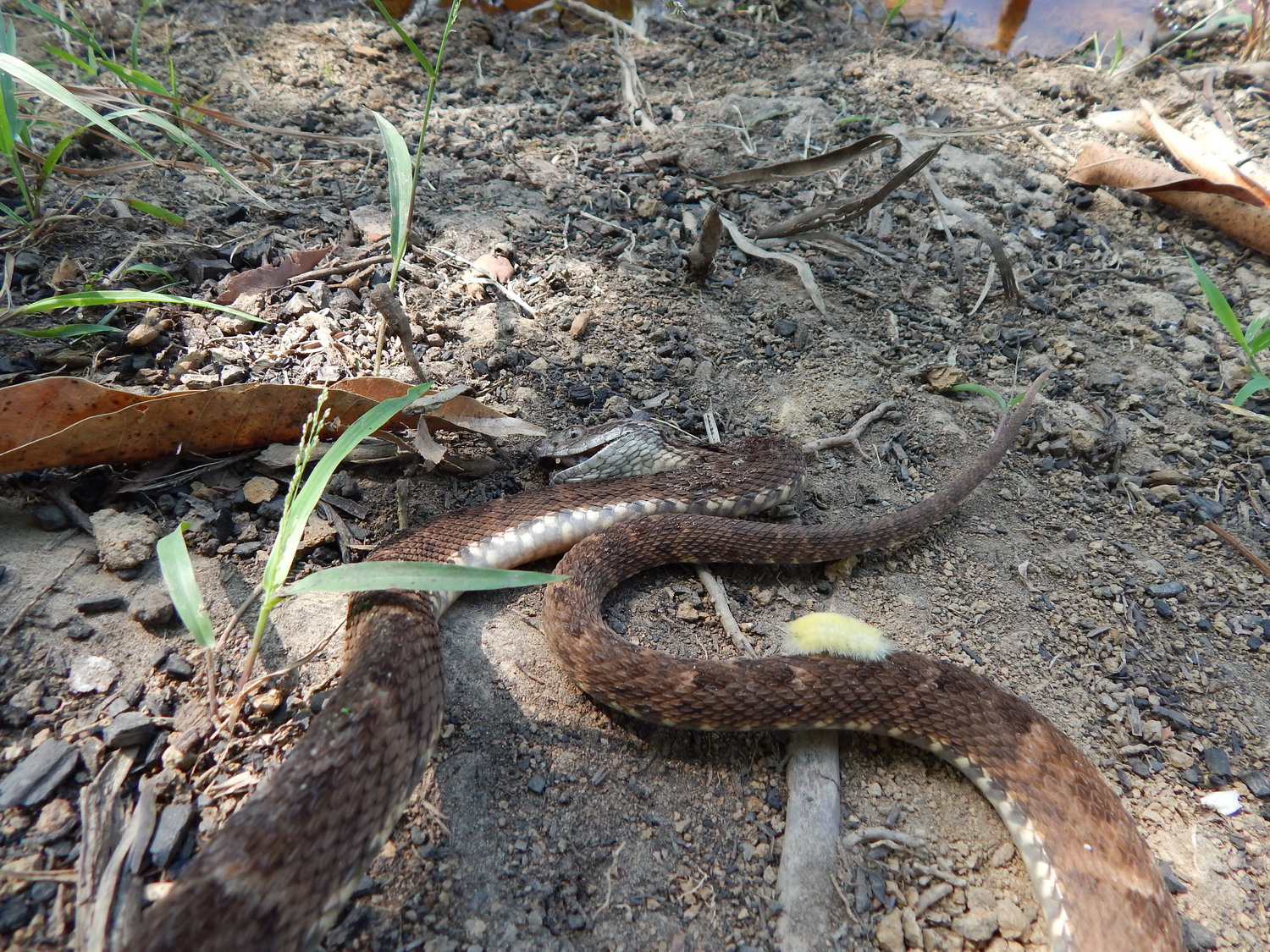 Sranan Special 2016 – Hoofdstuk 2 – Maratakka Kayaktocht | Suriname Per ...